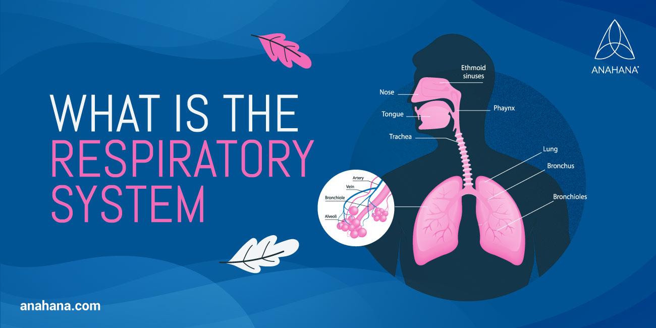 Respiratory System, Functions, Parts, Diseases, Anatomy, Diagram