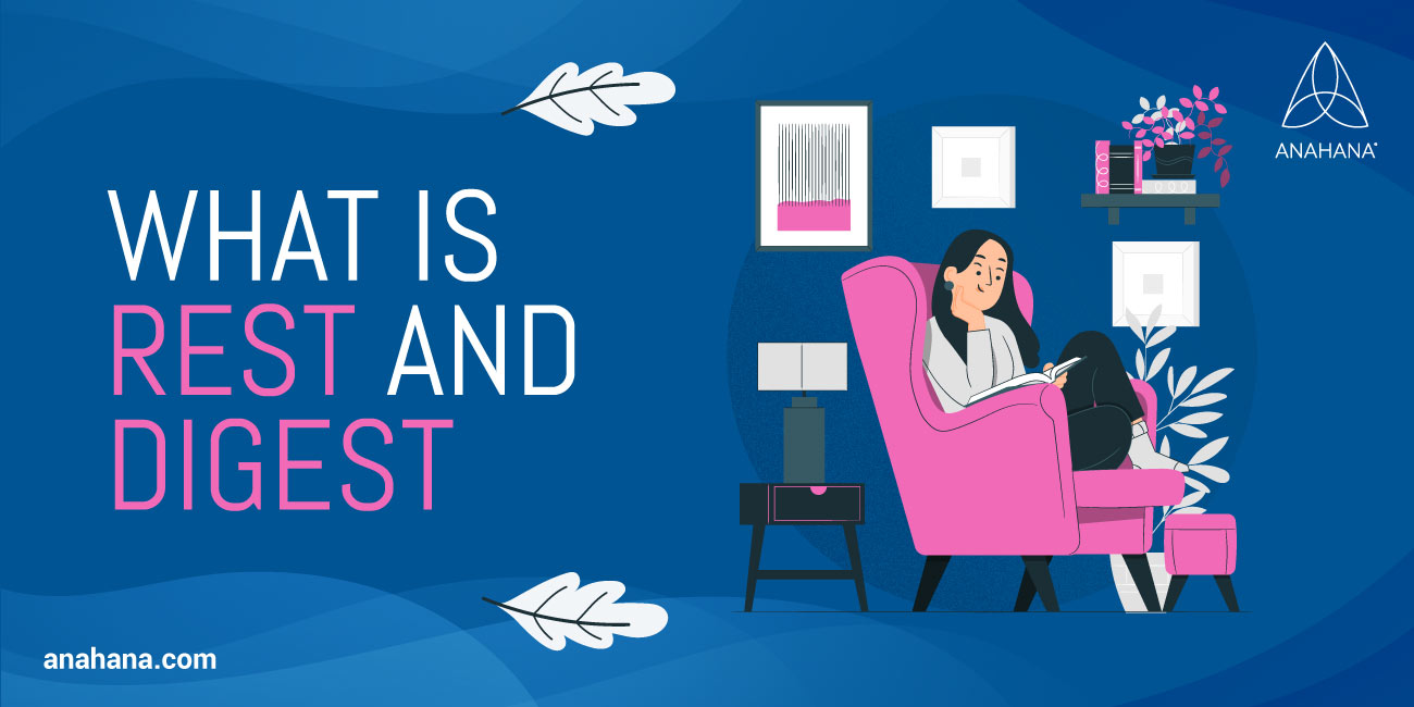 Rest and Digest System: Division, Examples, Meaning, State