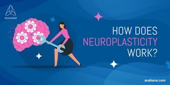 What Is Neuroplasticity - How Does It Work, In Simple Terms, Examples
