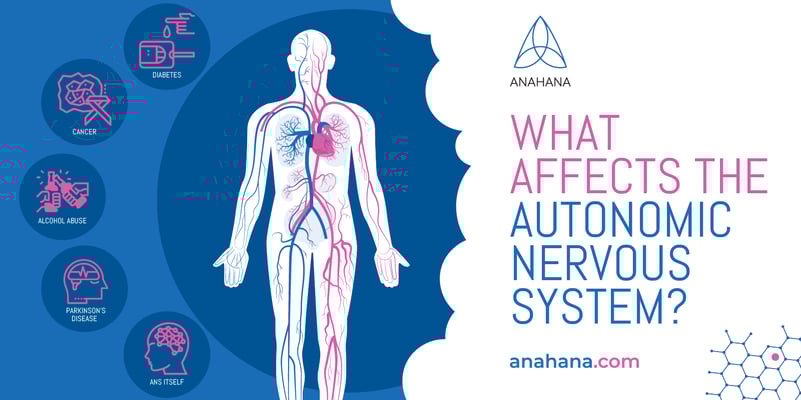 What is the Autonomic Nervous System - Responsible for, Divided into