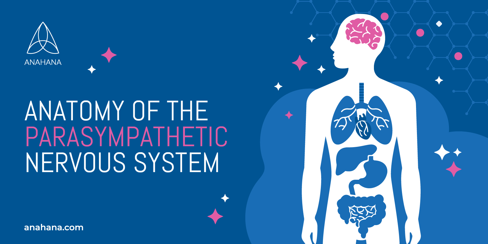 Parasympathetic Nervous System - Overview & Functions