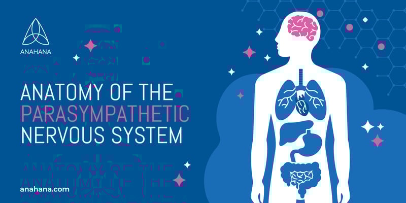 Parasympathetic Nervous System - Overview & Functions