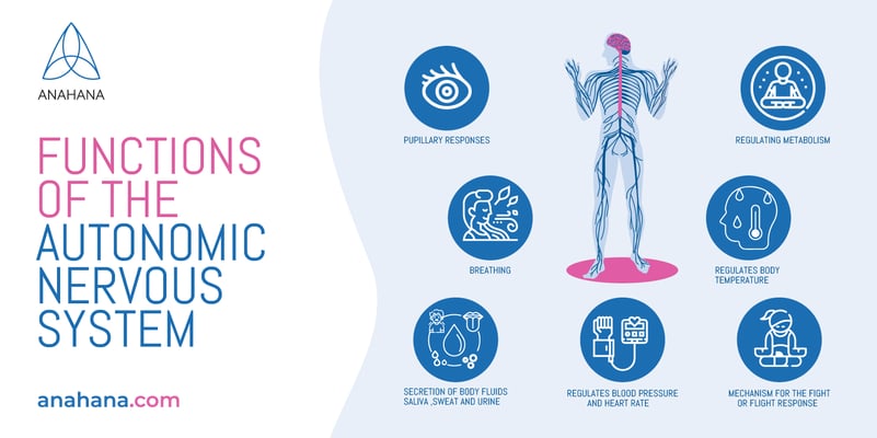What is the Autonomic Nervous System - Responsible for, Divided into