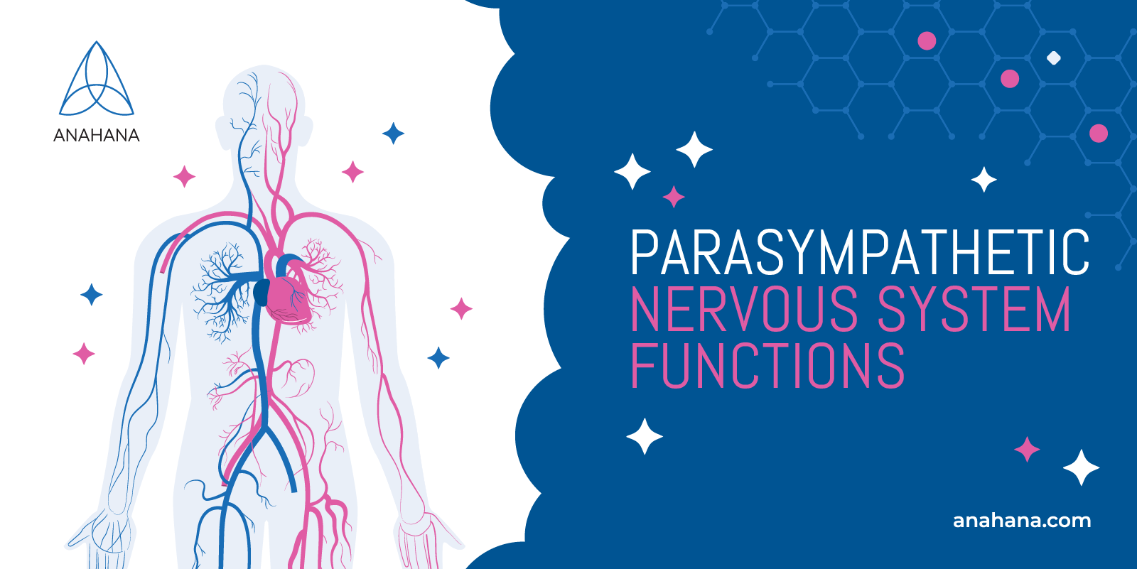 Parasympathetic Nervous System - Overview & Functions