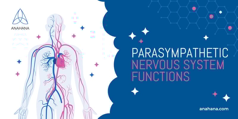 Parasympathetic Nervous System - Overview & Functions