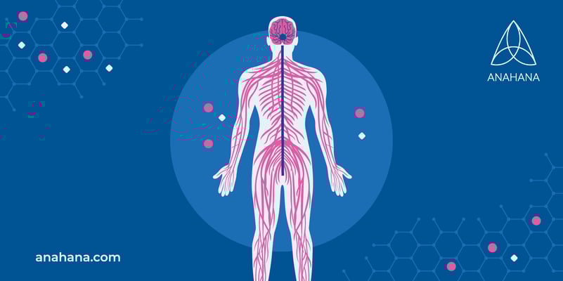 What is the Peripheral Nervous System Responsibilities