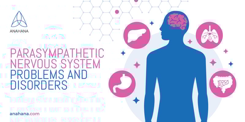 Parasympathetic Nervous System - Overview & Functions