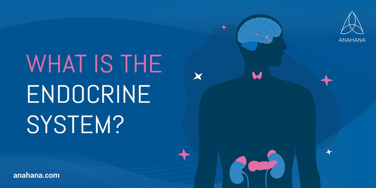What is the Endocrine System - Glands & Hormones Explained
