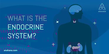 What is the Endocrine System - Glands & Hormones Explained