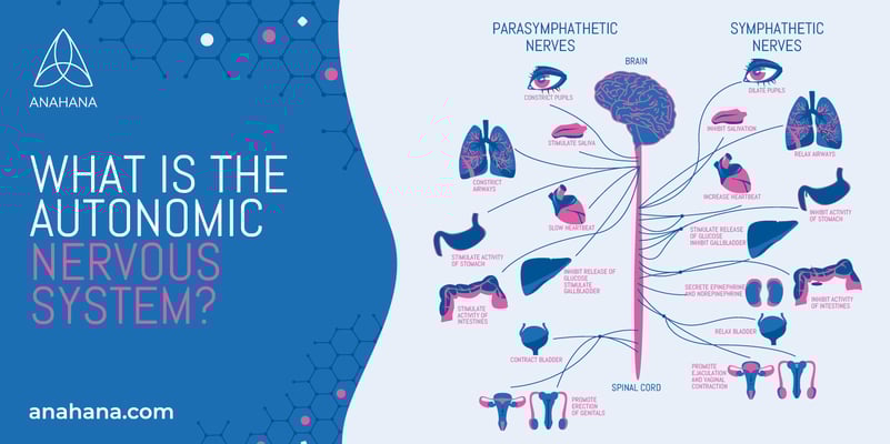 What Is The Autonomic Nervous System Responsible For Divided Into 