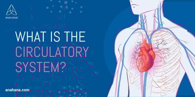 What is the Circulatory System - Made Up Of, Also Known As, Do, Jobs