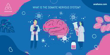 Somatic Nervous System - Functions, Examples, Psychology, Parts
