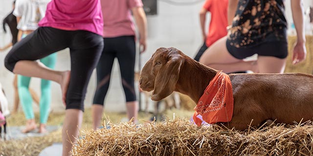 What Is Goat Yoga? Learn About Baby Goat Yoga